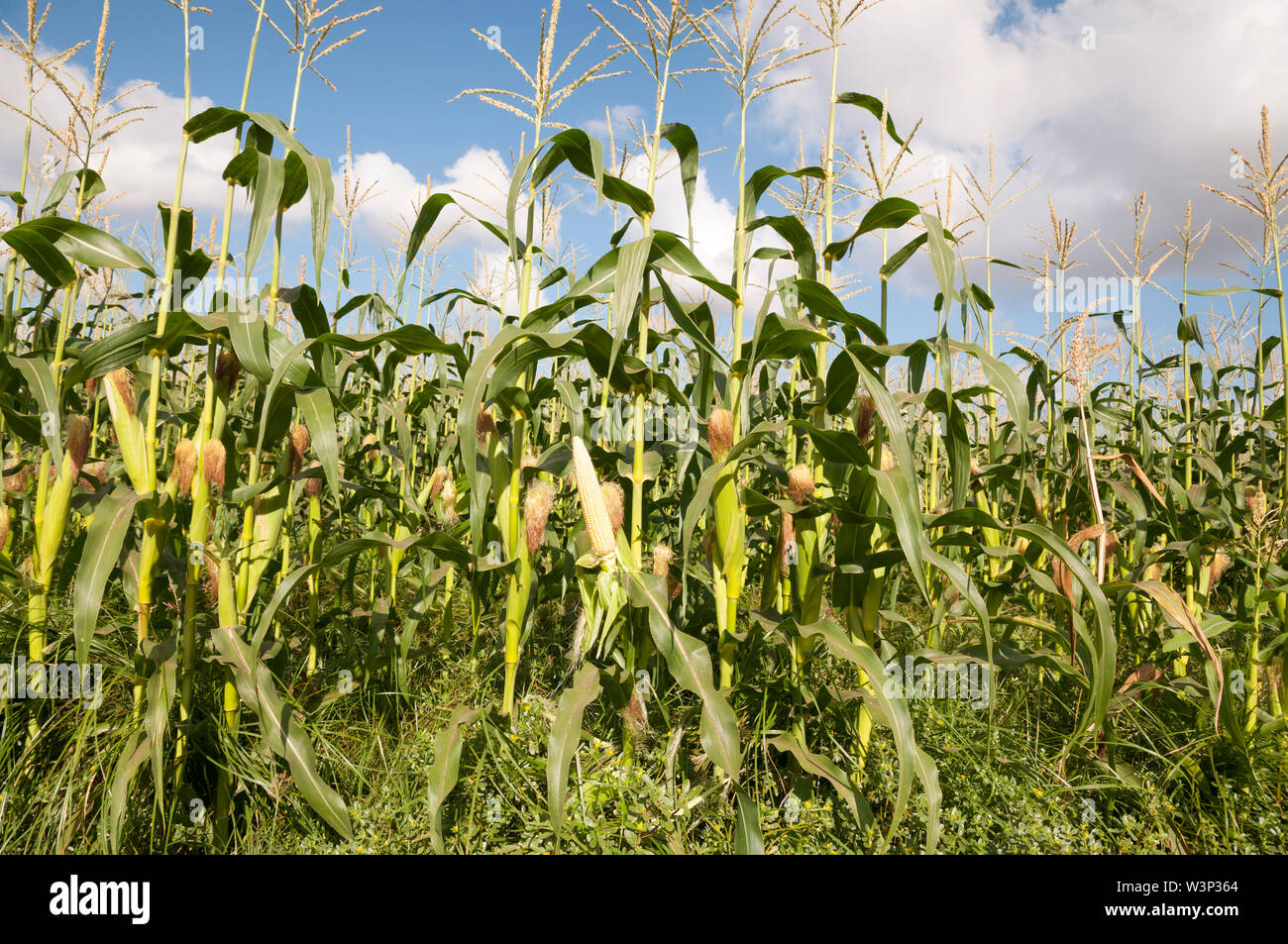 Corn field in summer time Stock Photo - Alamy