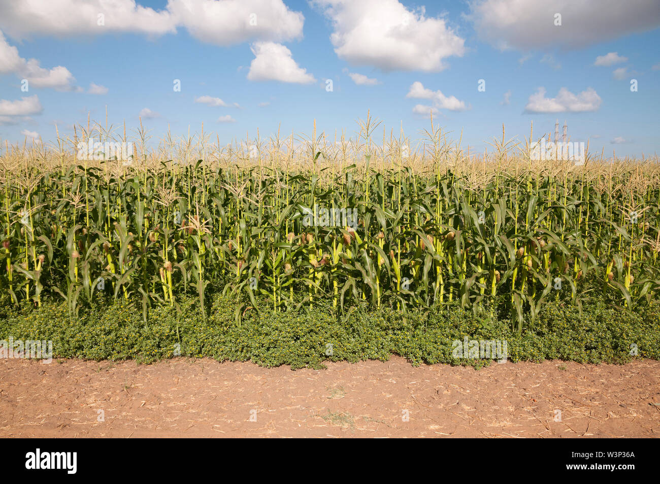 Corn field in summer time Stock Photo - Alamy