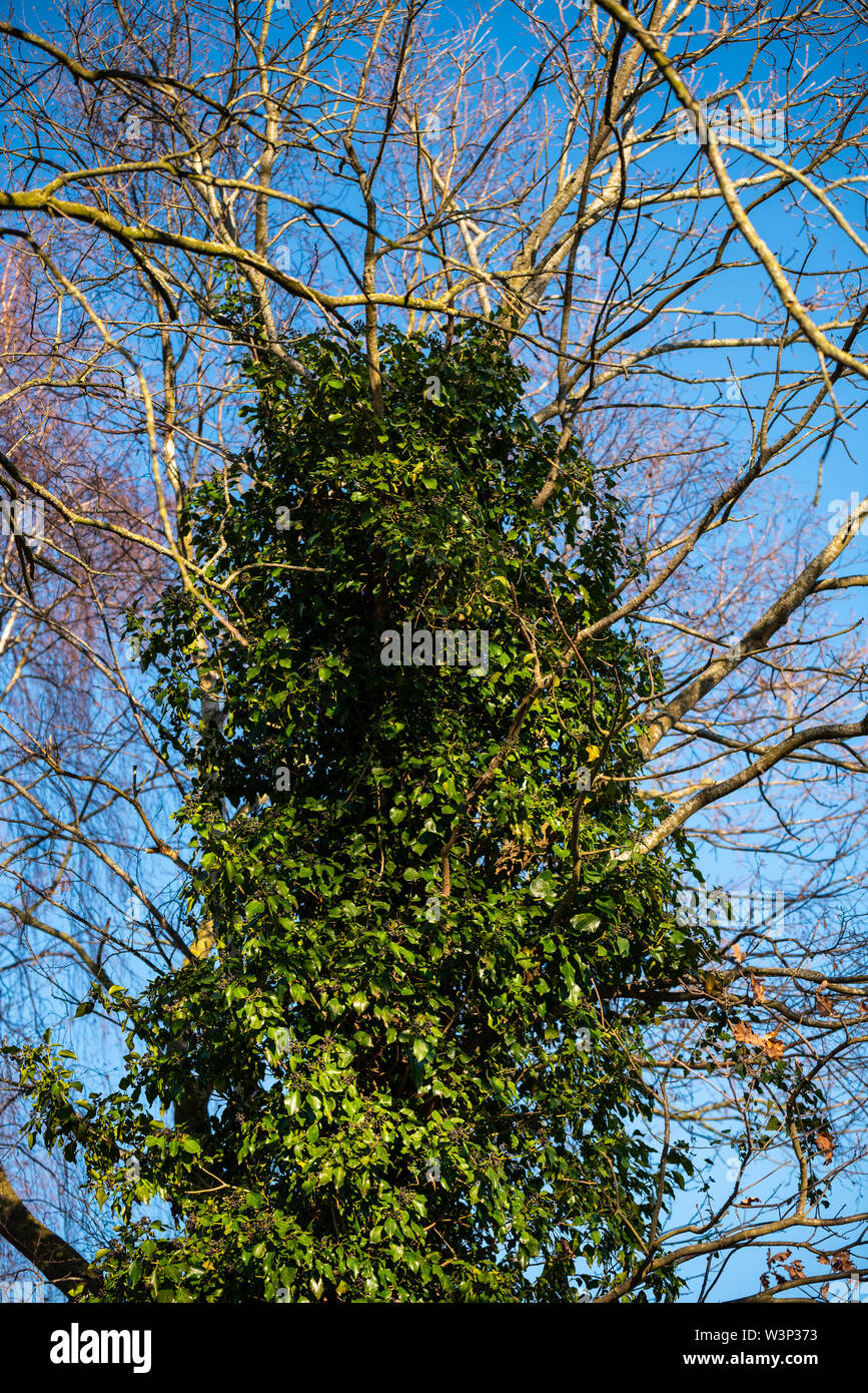 Main tree illustration hi-res stock photography and images - Alamy