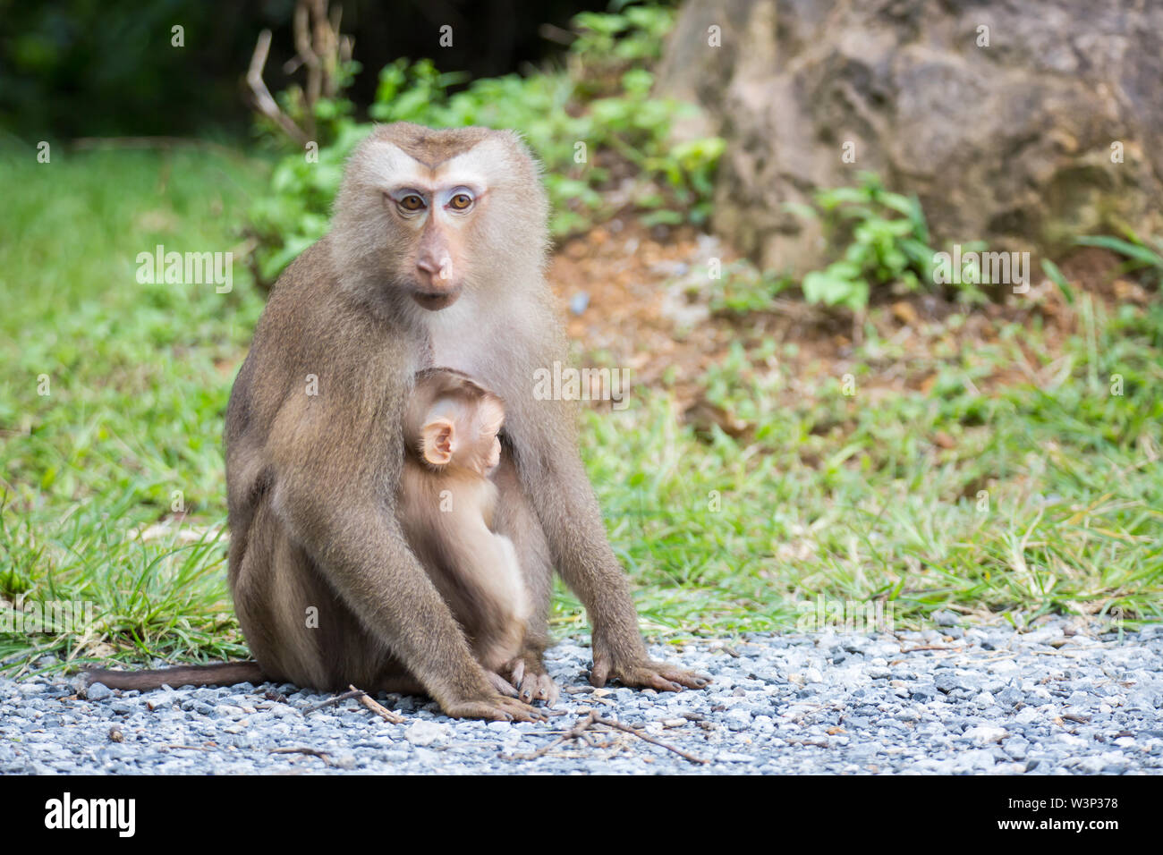 mother and baby monkey with nature background Stock Photo - Alamy