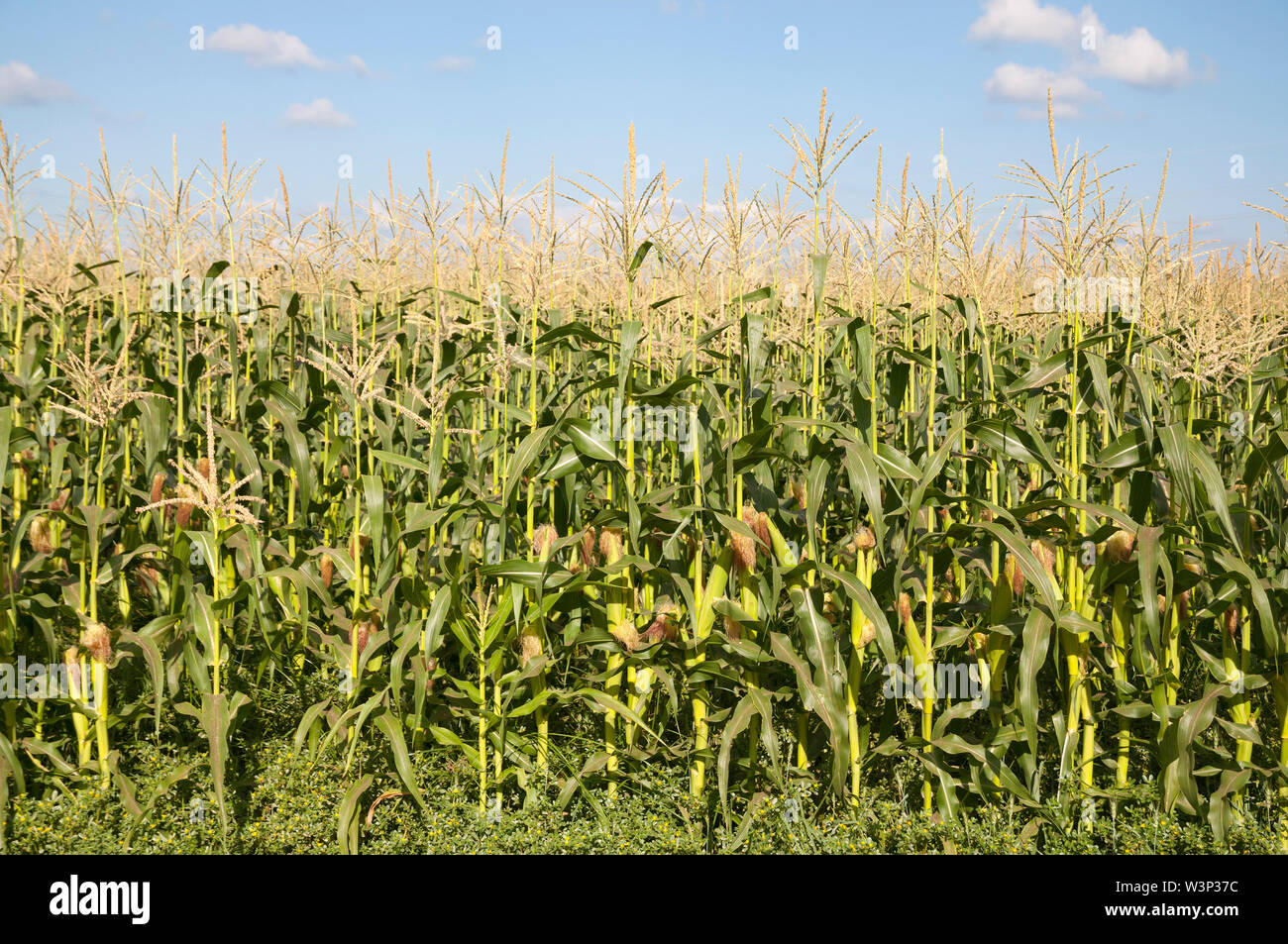 Corn field in summer time Stock Photo - Alamy