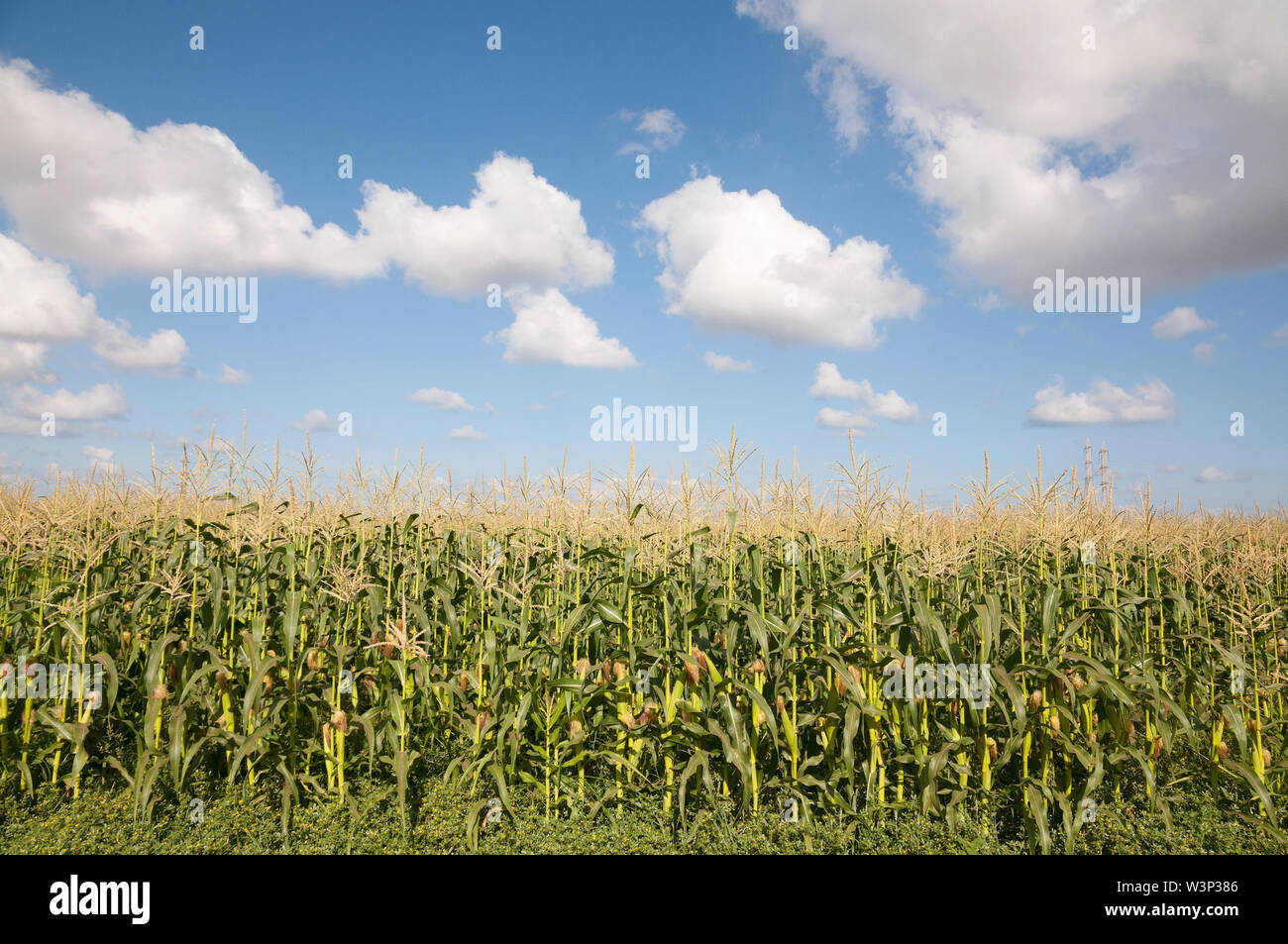 Corn field in summer time Stock Photo - Alamy