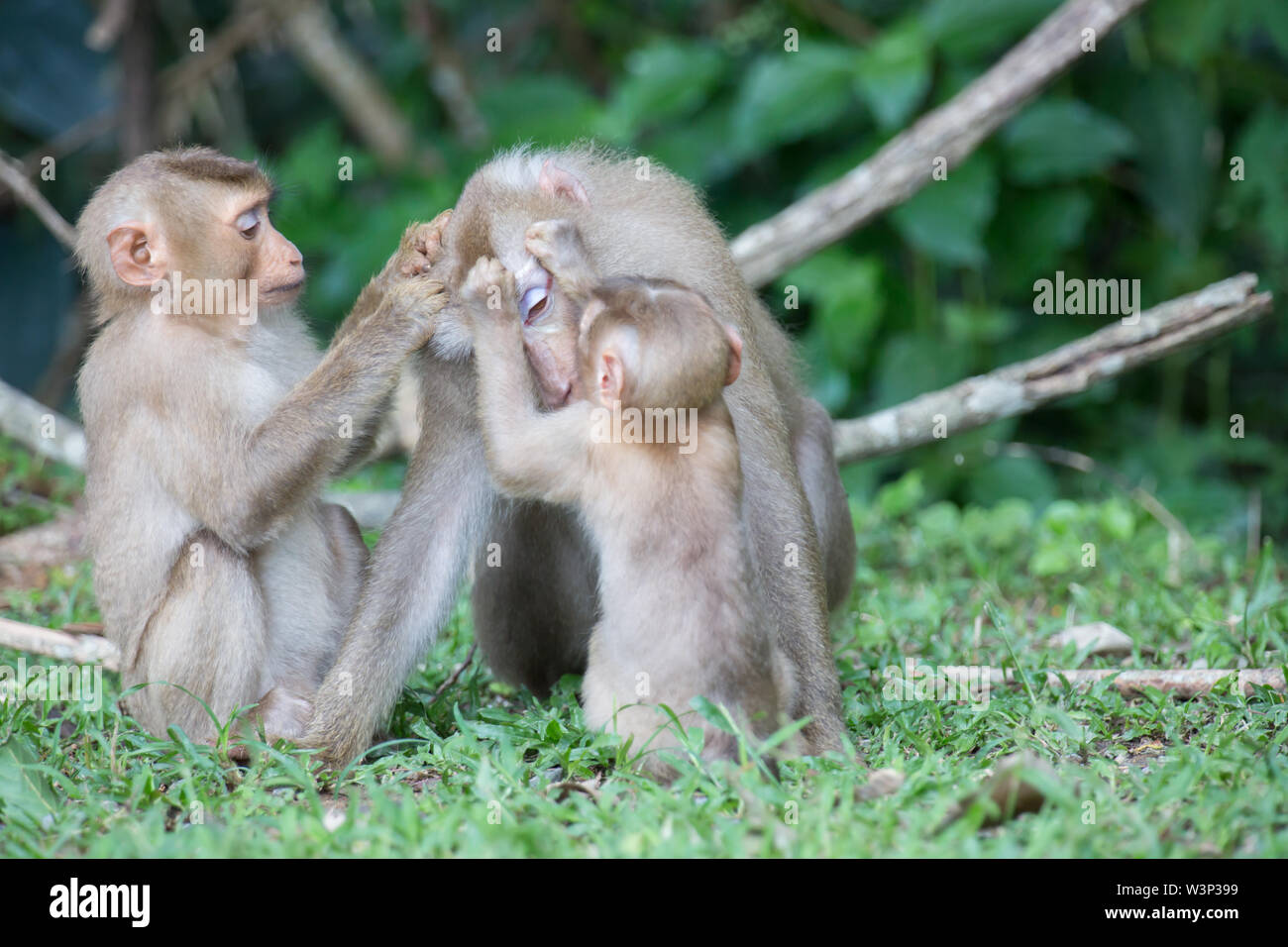 mother and baby monkey with nature background Stock Photo - Alamy