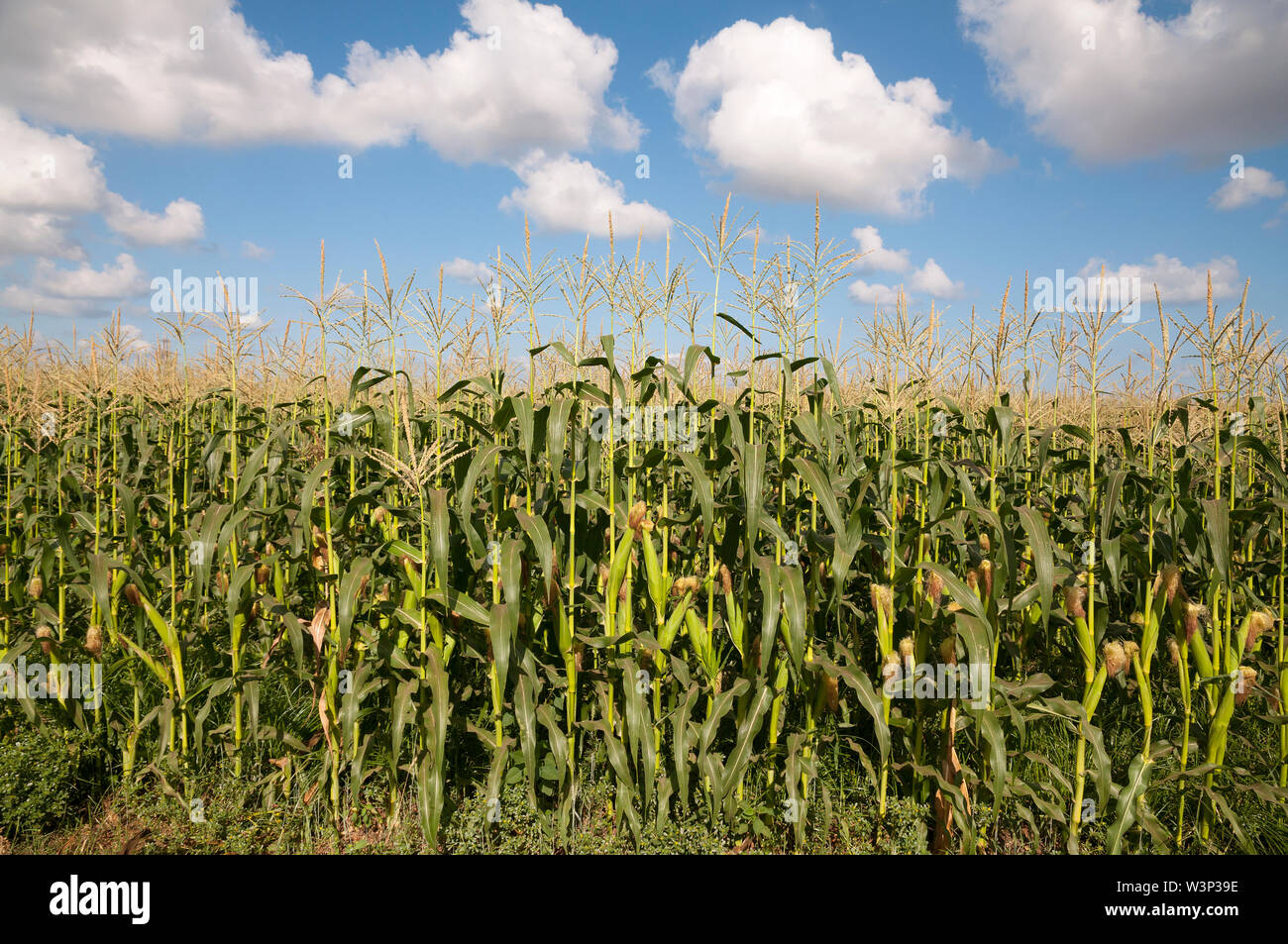 Corn field in summer time Stock Photo - Alamy