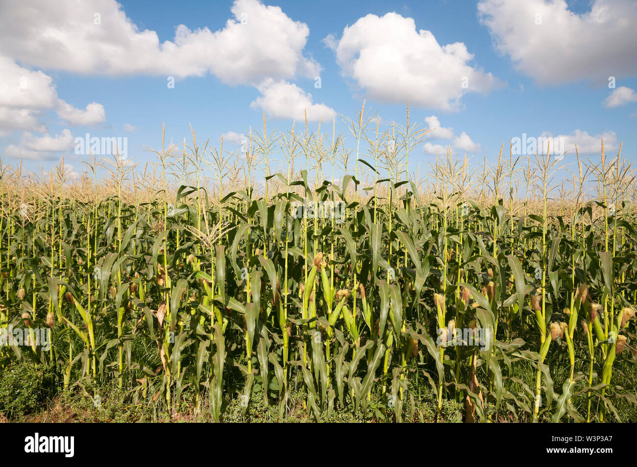 Corn field in summer time Stock Photo - Alamy