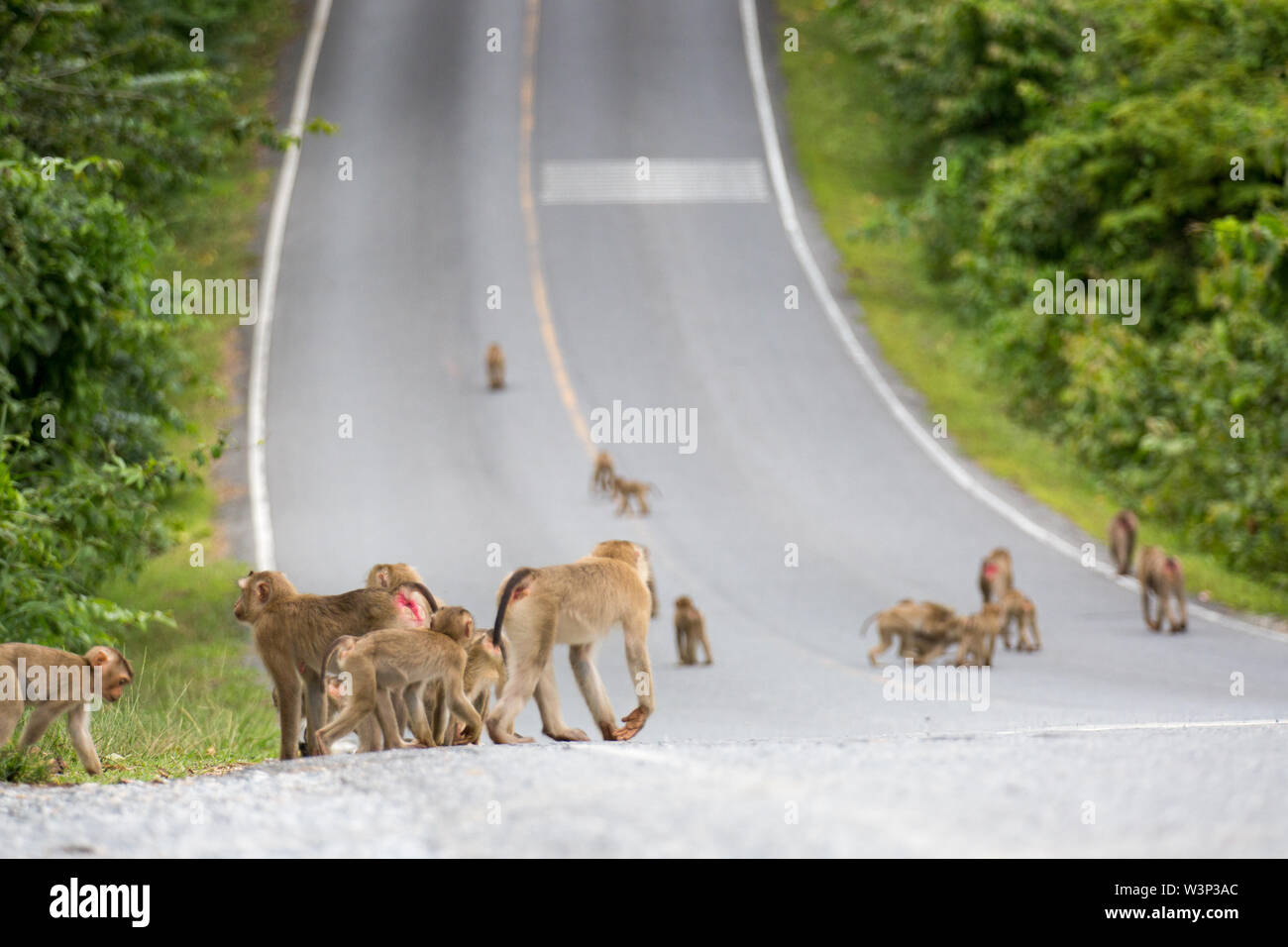 Rhesus macaque walking hi-res stock photography and images - Alamy