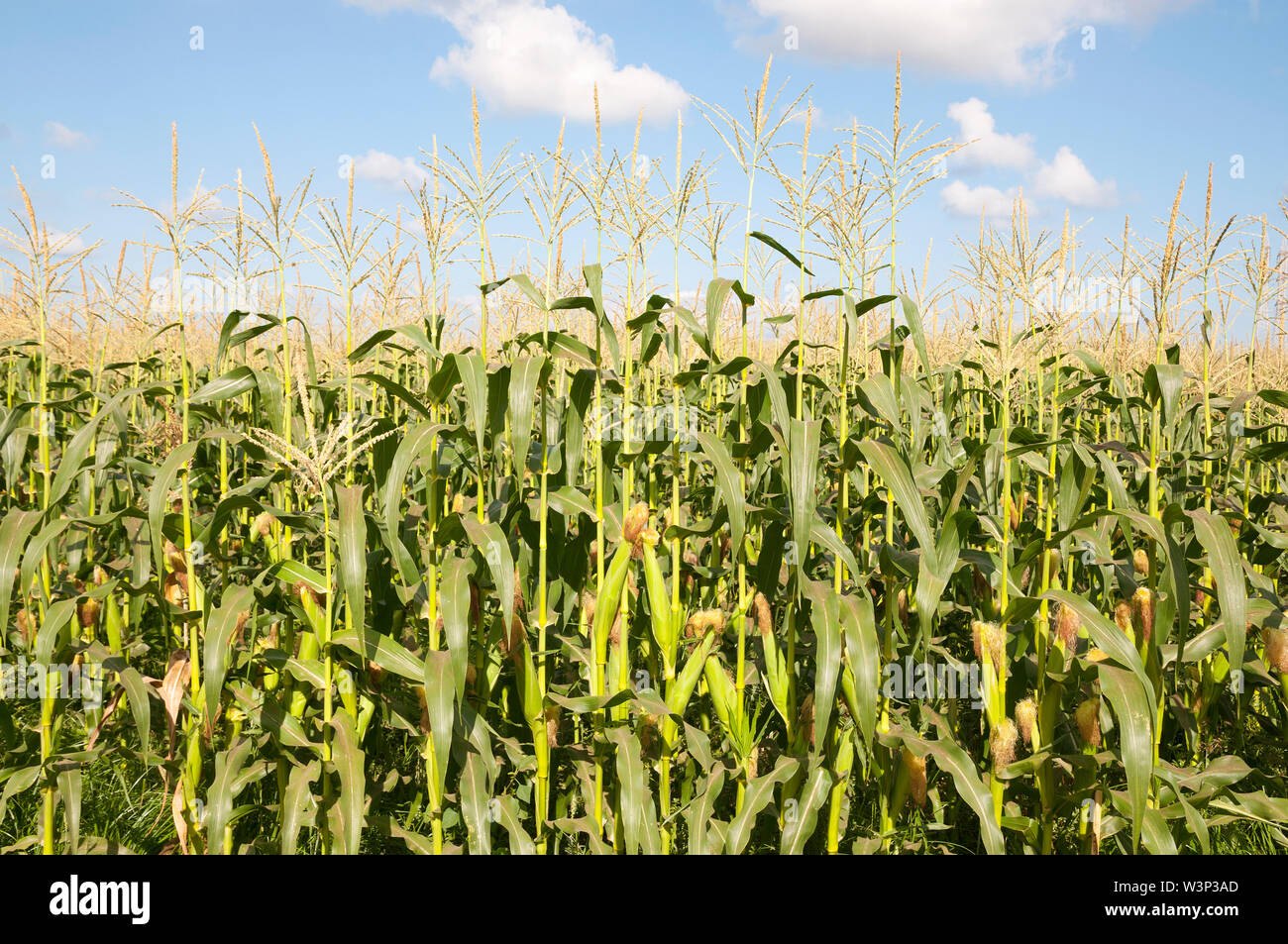 Corn field in summer time Stock Photo - Alamy