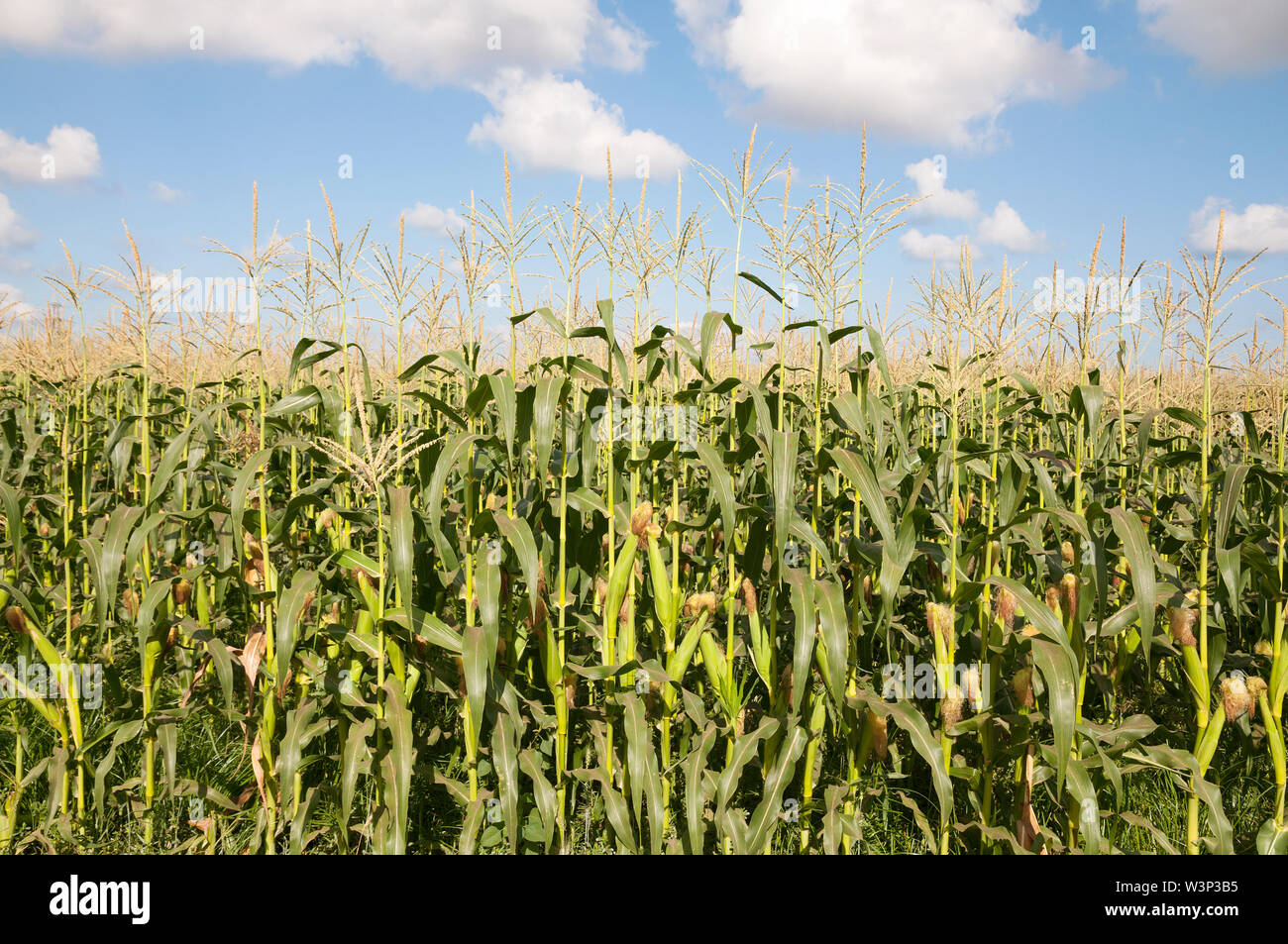 Corn field in summer time Stock Photo - Alamy