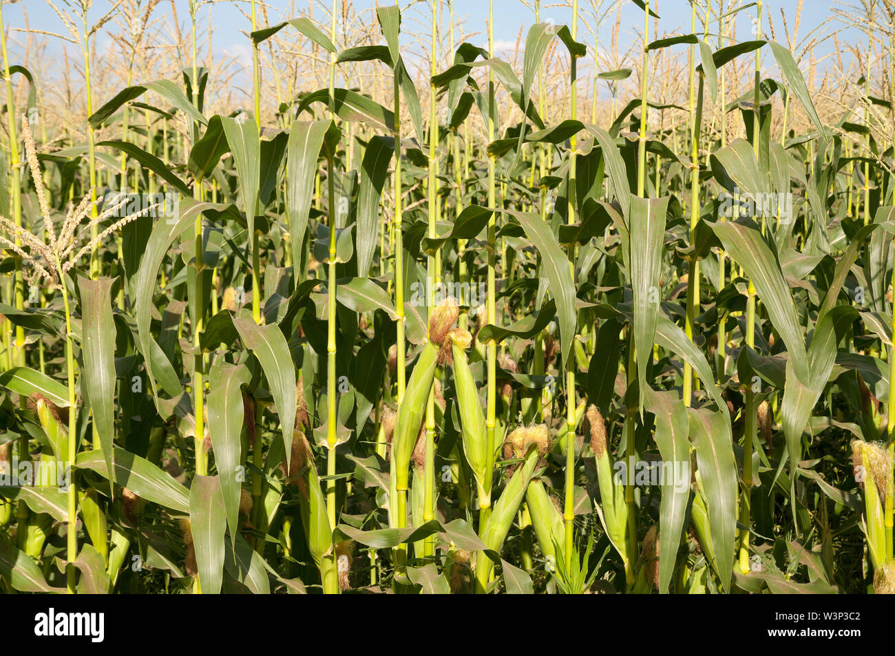 Corn field in summer time Stock Photo - Alamy