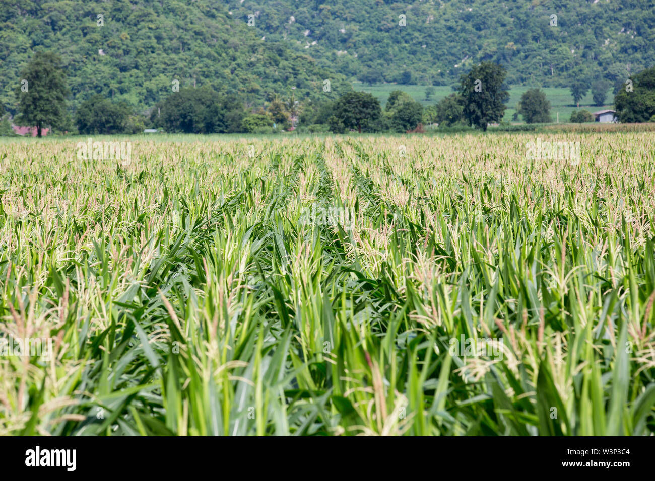 Corn field on the mountain in countryside,Thailand Stock Photo - Alamy