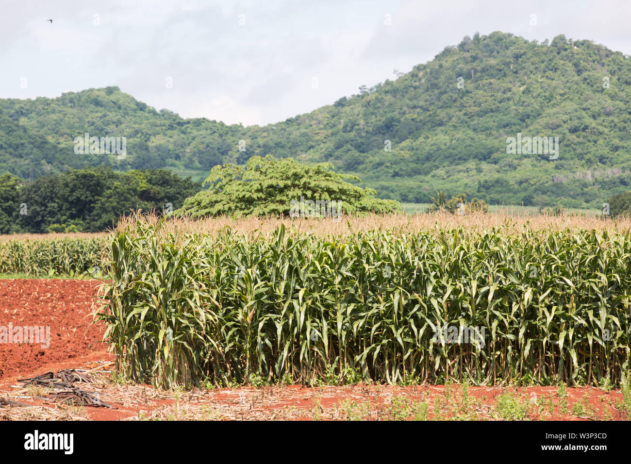 Corn field on the mountain in countryside,Thailand Stock Photo - Alamy