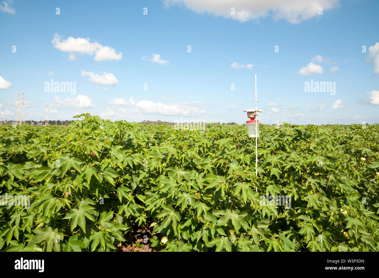 Cotton field blooming Stock Photo - Alamy