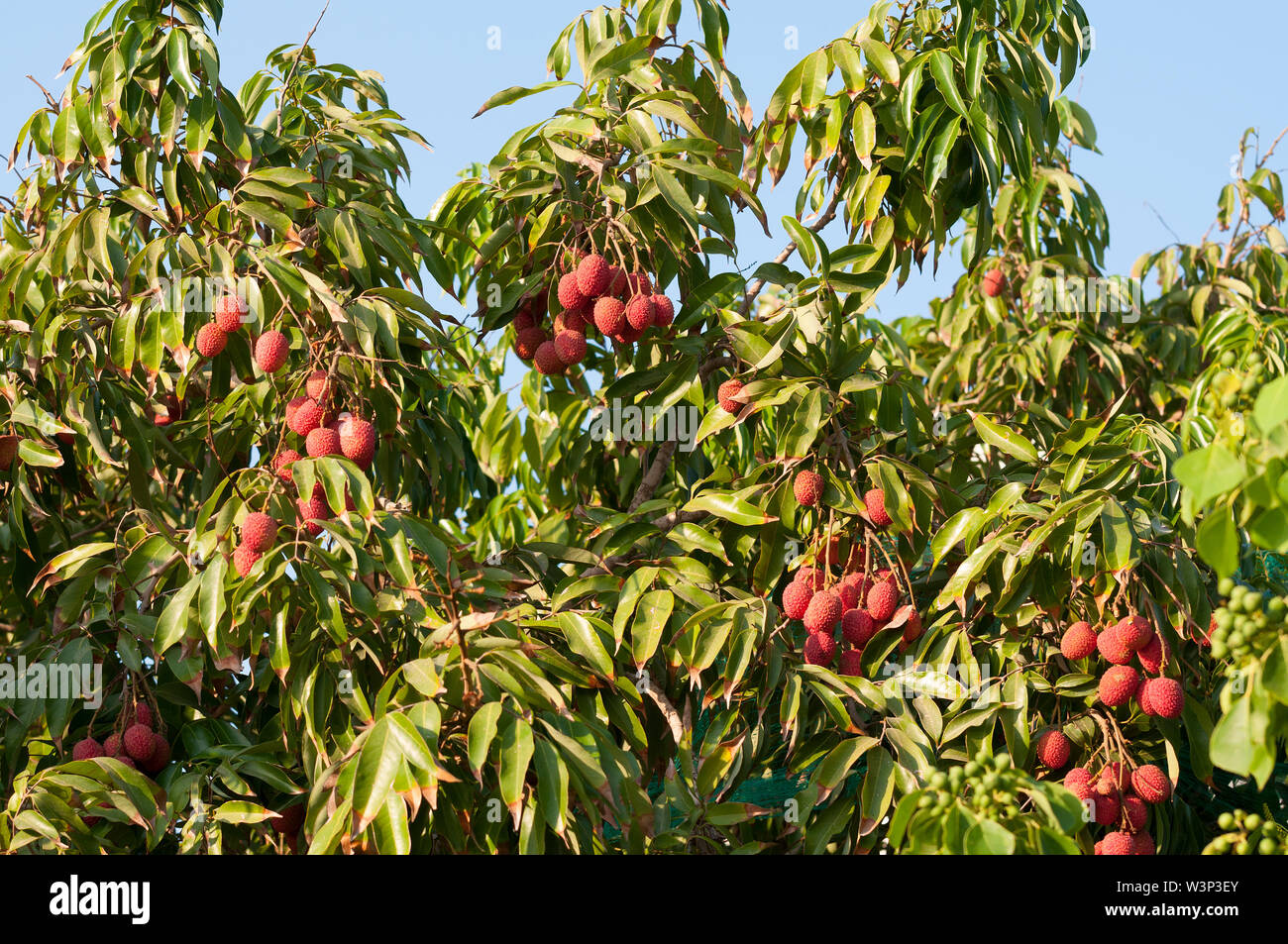 Lychee plantation before harvesting Stock Photo - Alamy