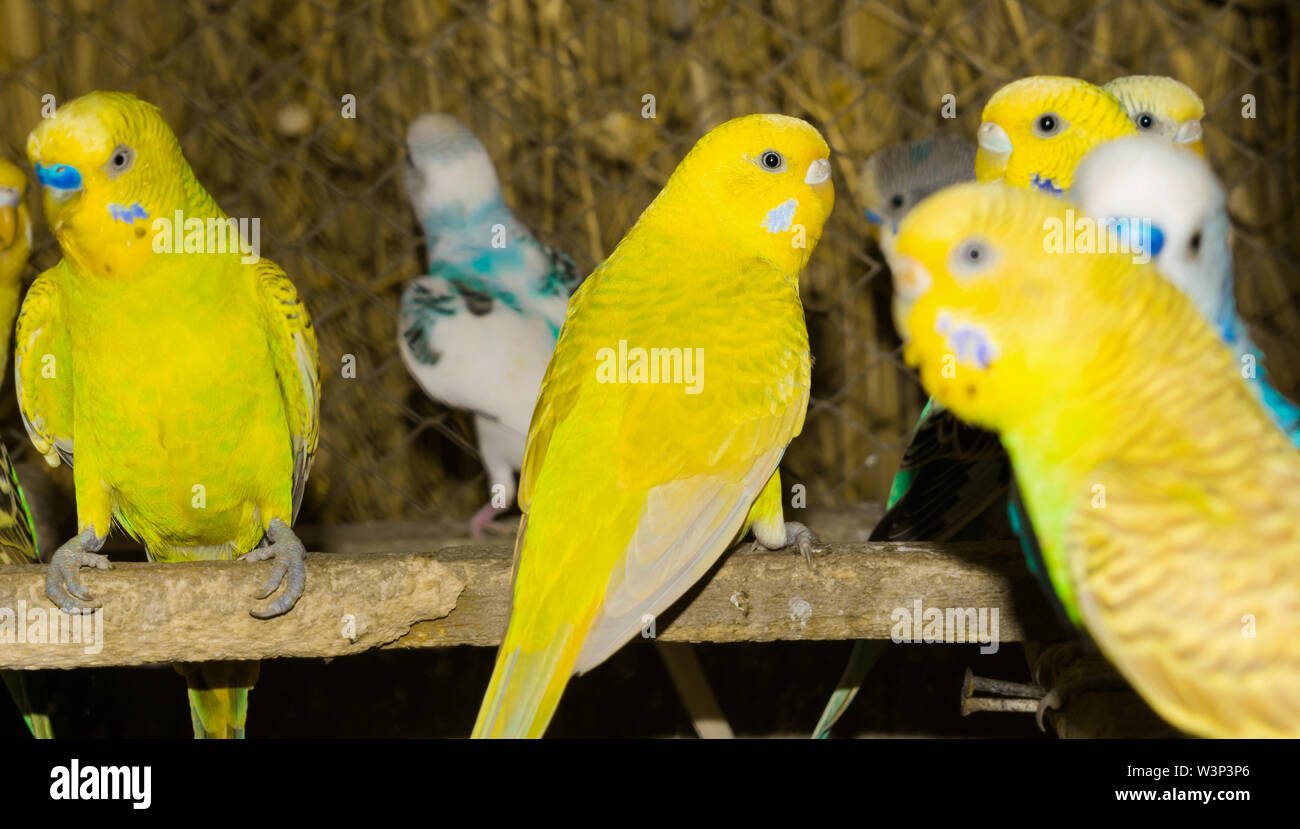 Australian Parrots Bajri