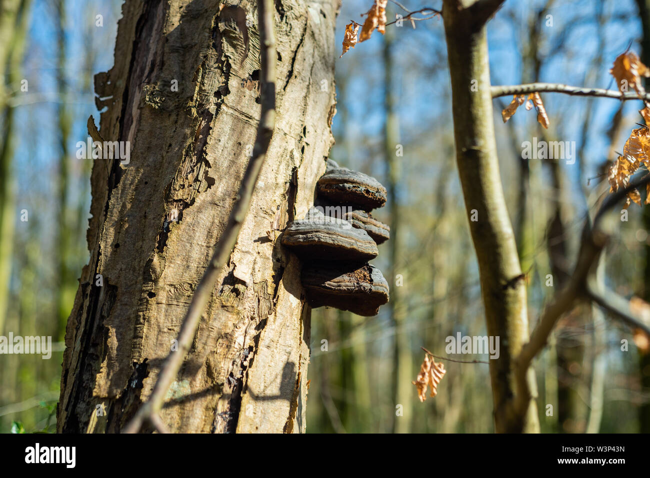 The main focus is on trees in different situations Stock Photo - Alamy