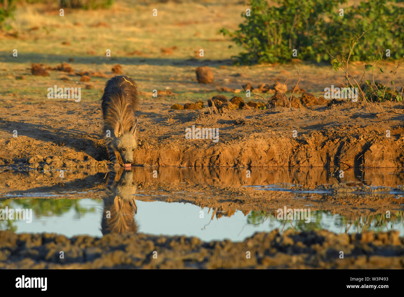 Brown Hyena - Hyaena brunnea, rare shy carnivore from African bushes ...