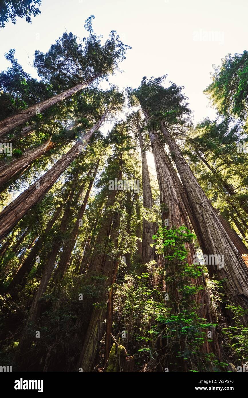 Vertical low angle shot of tall trees on the suuny day at Redwoods in ...