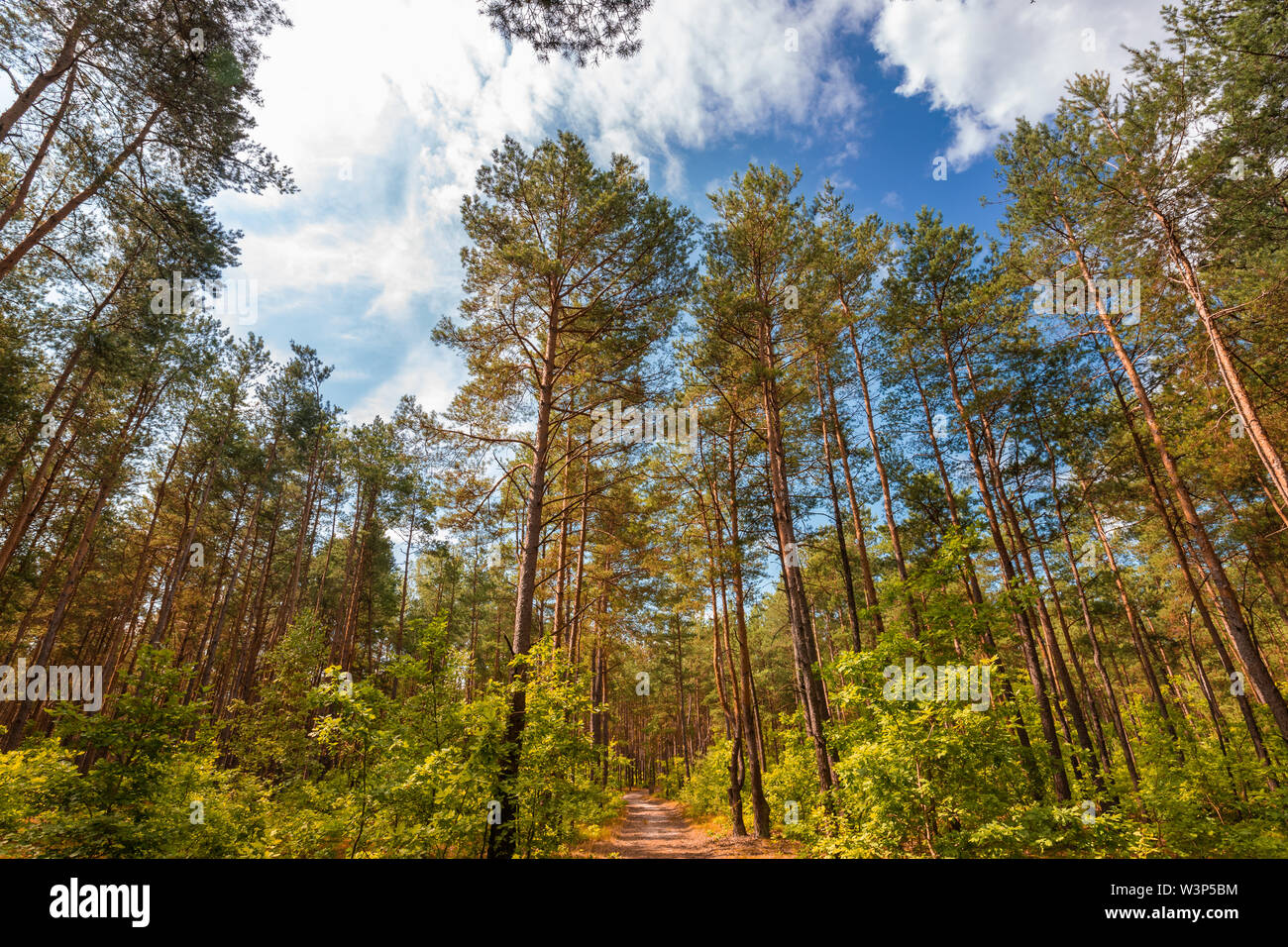 Pine forest in July. Landscape of Central Europe. A holiday walk. Rest ...