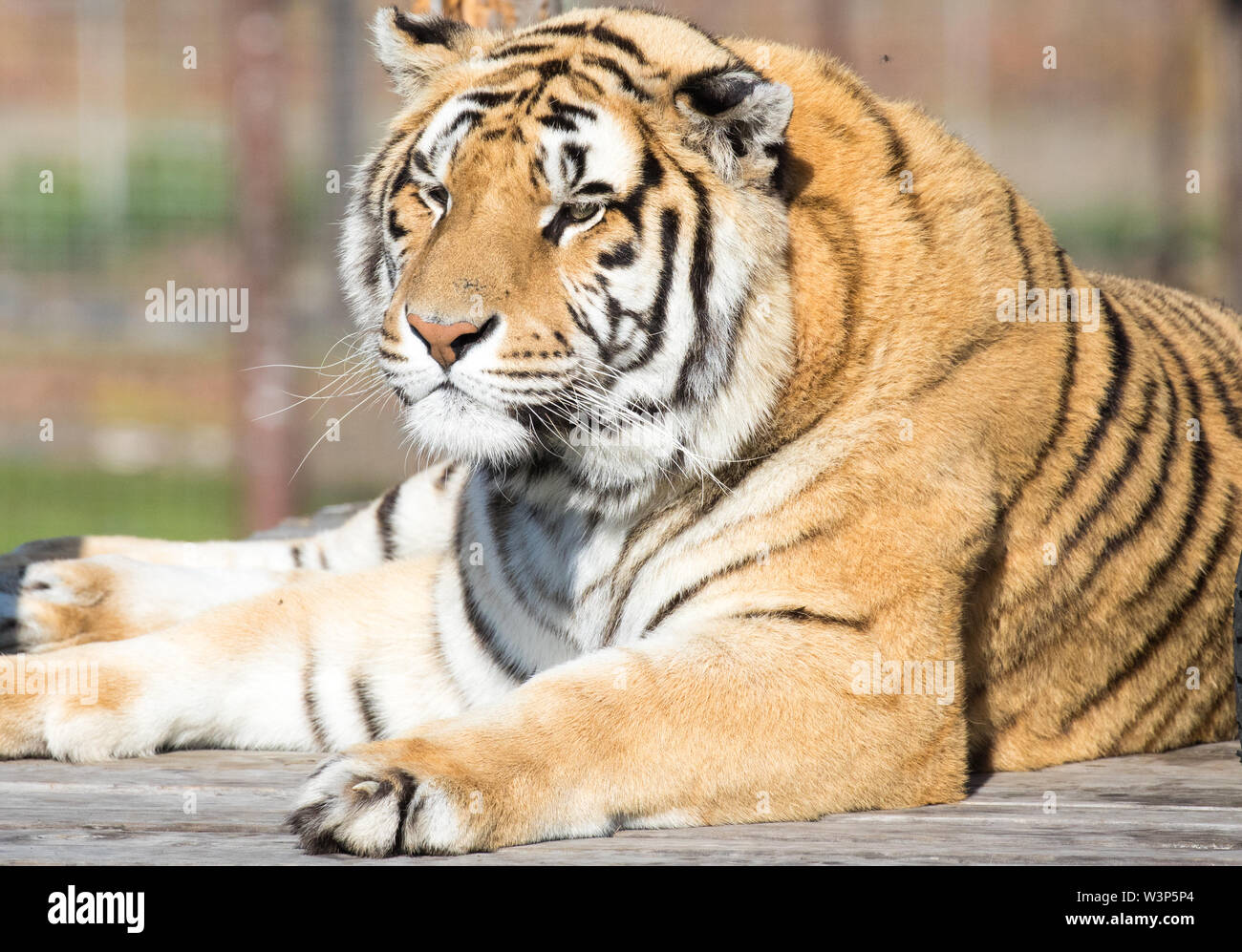Tiger Cat South Africa Stock Photos & Tiger Cat South Africa Stock ...