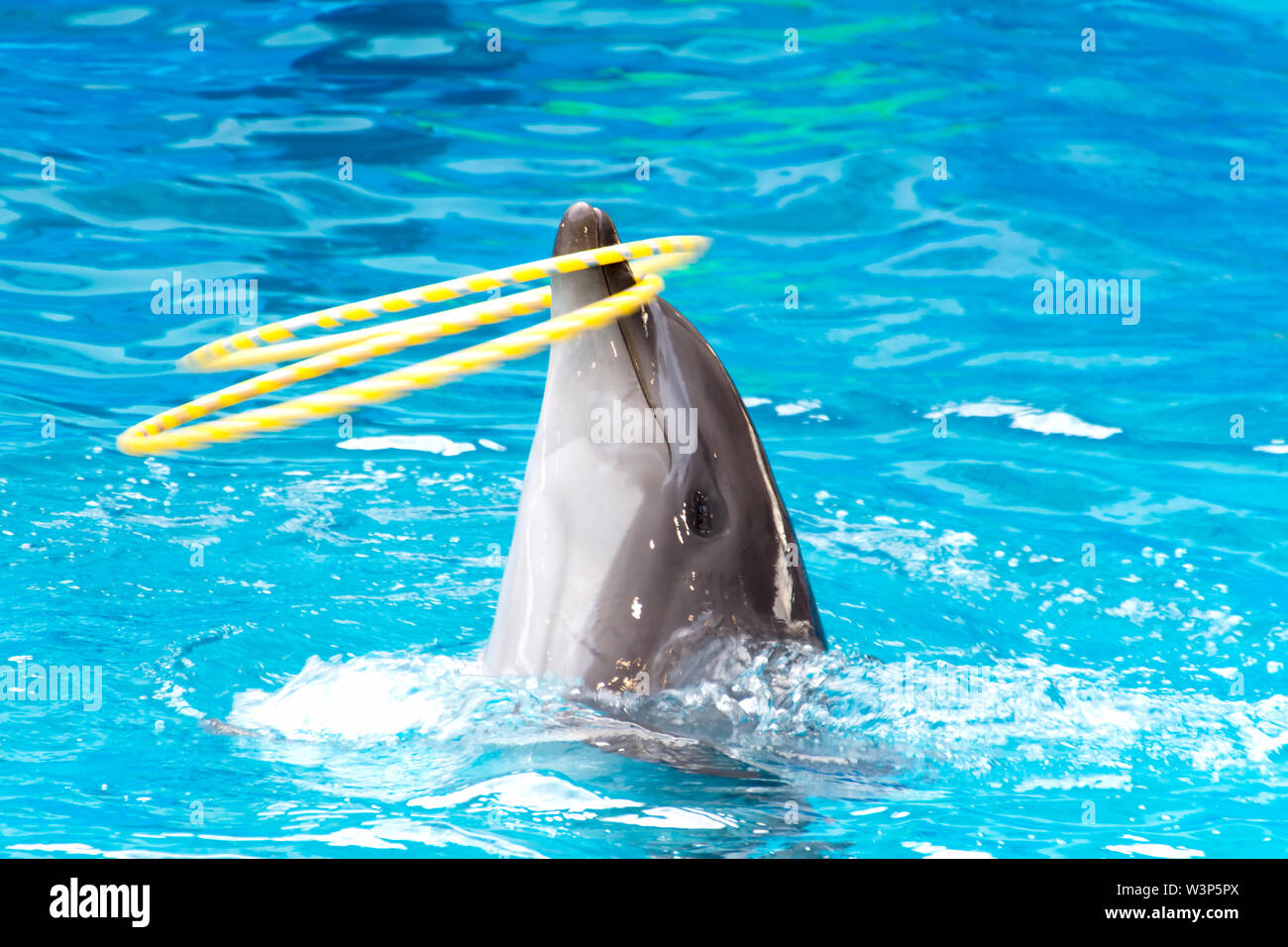 dolphin swim and dancing in the pool with acrobatic rings Stock Photo ...