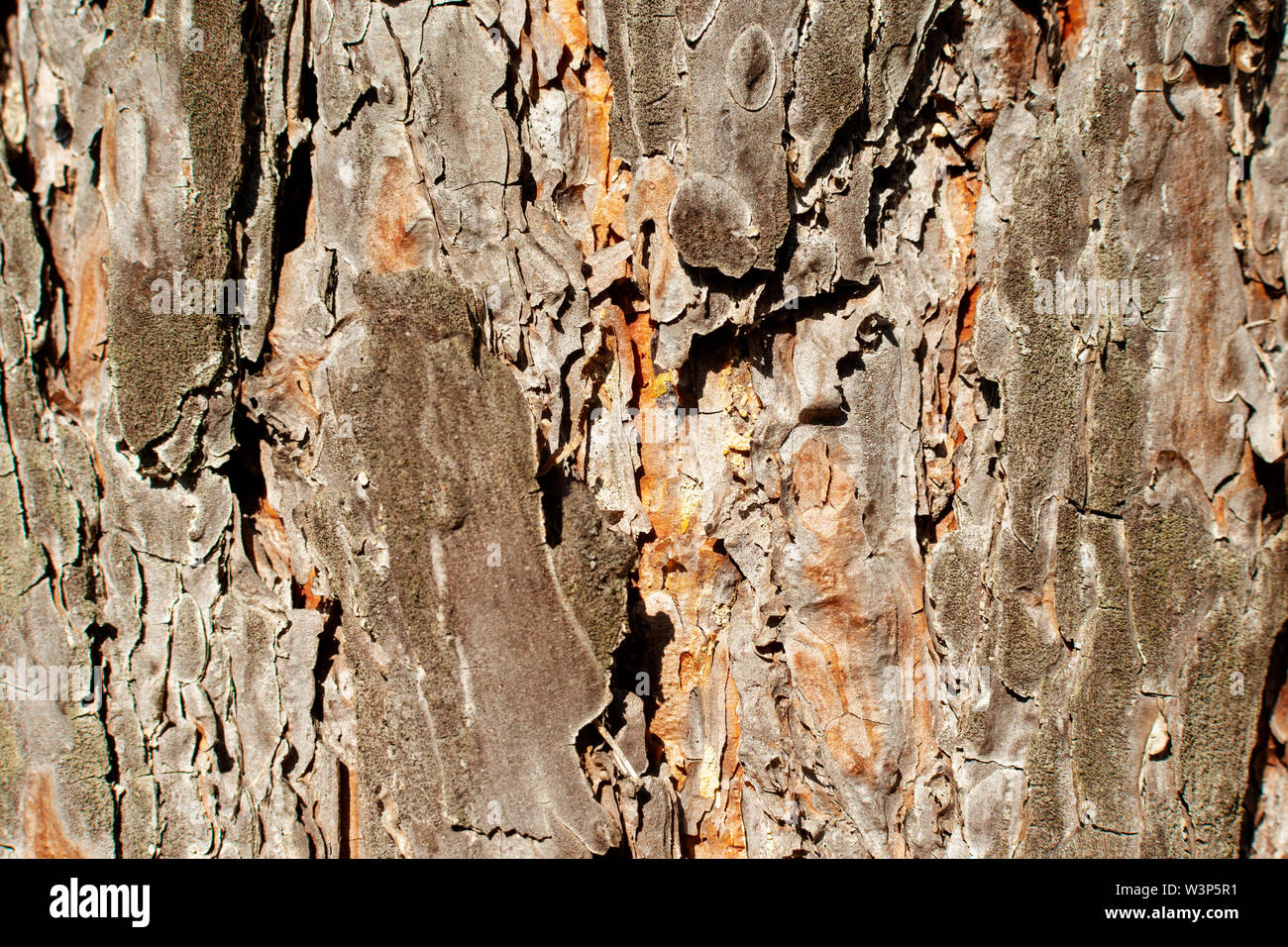 Closeup on the bark of the Pine featuring orange and brown colors ...