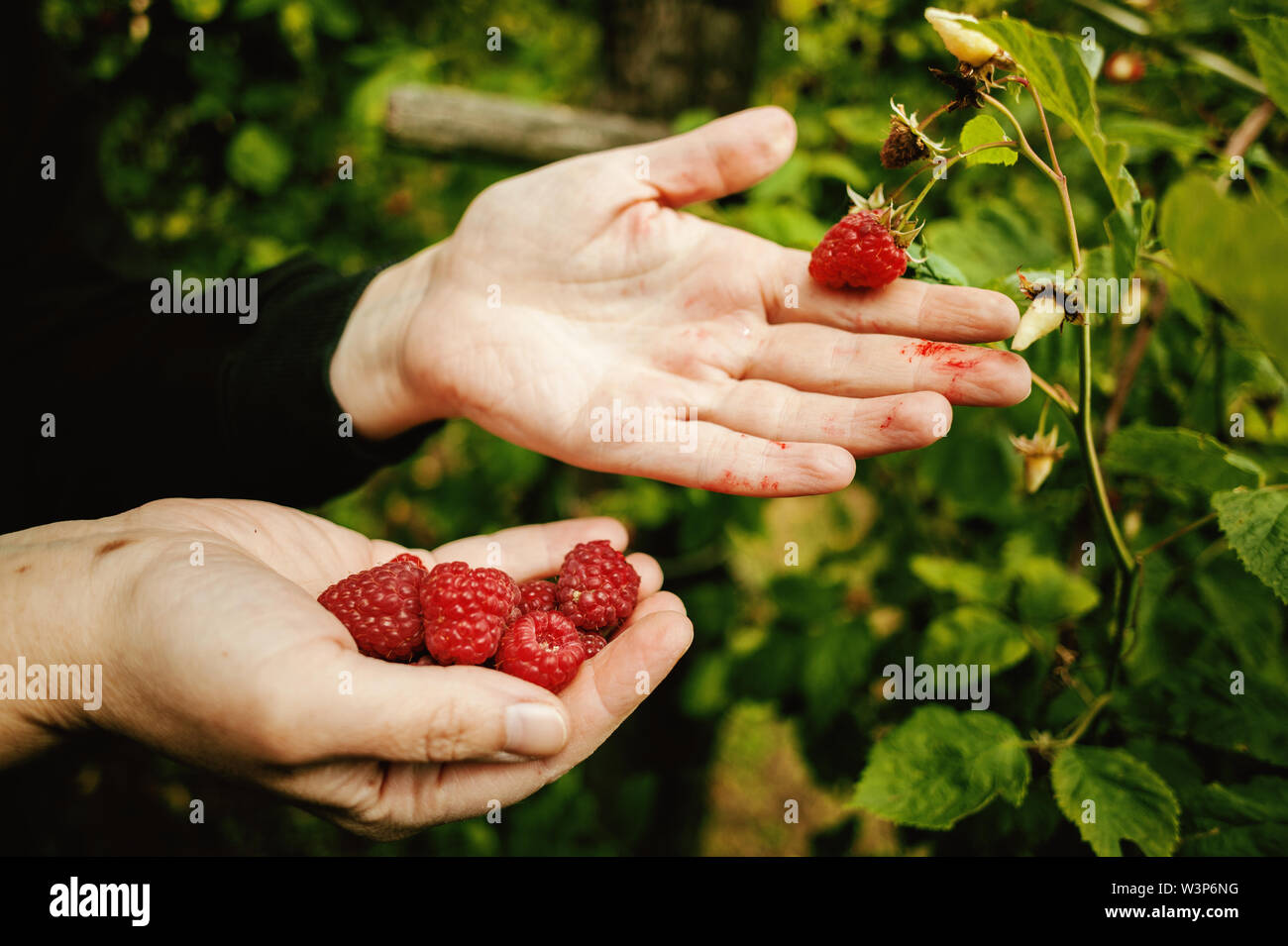 Village lifestyle, season of raspberries, picking details Stock Photo ...