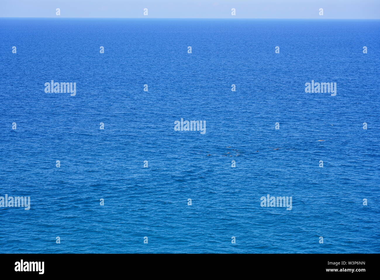 View of dolphins in the water by Dolphin Point in the Noosa National ...