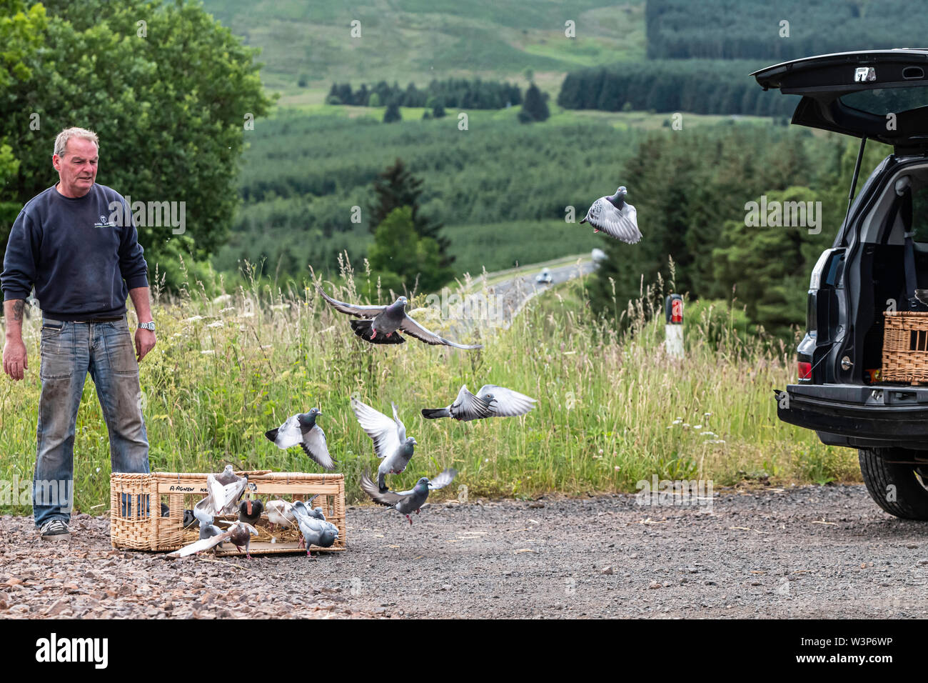 Pigeons Uk Country High Resolution Stock Photography and Images - Alamy
