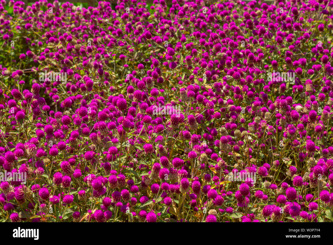 Pink gomphrena globular Stock Photo - Alamy