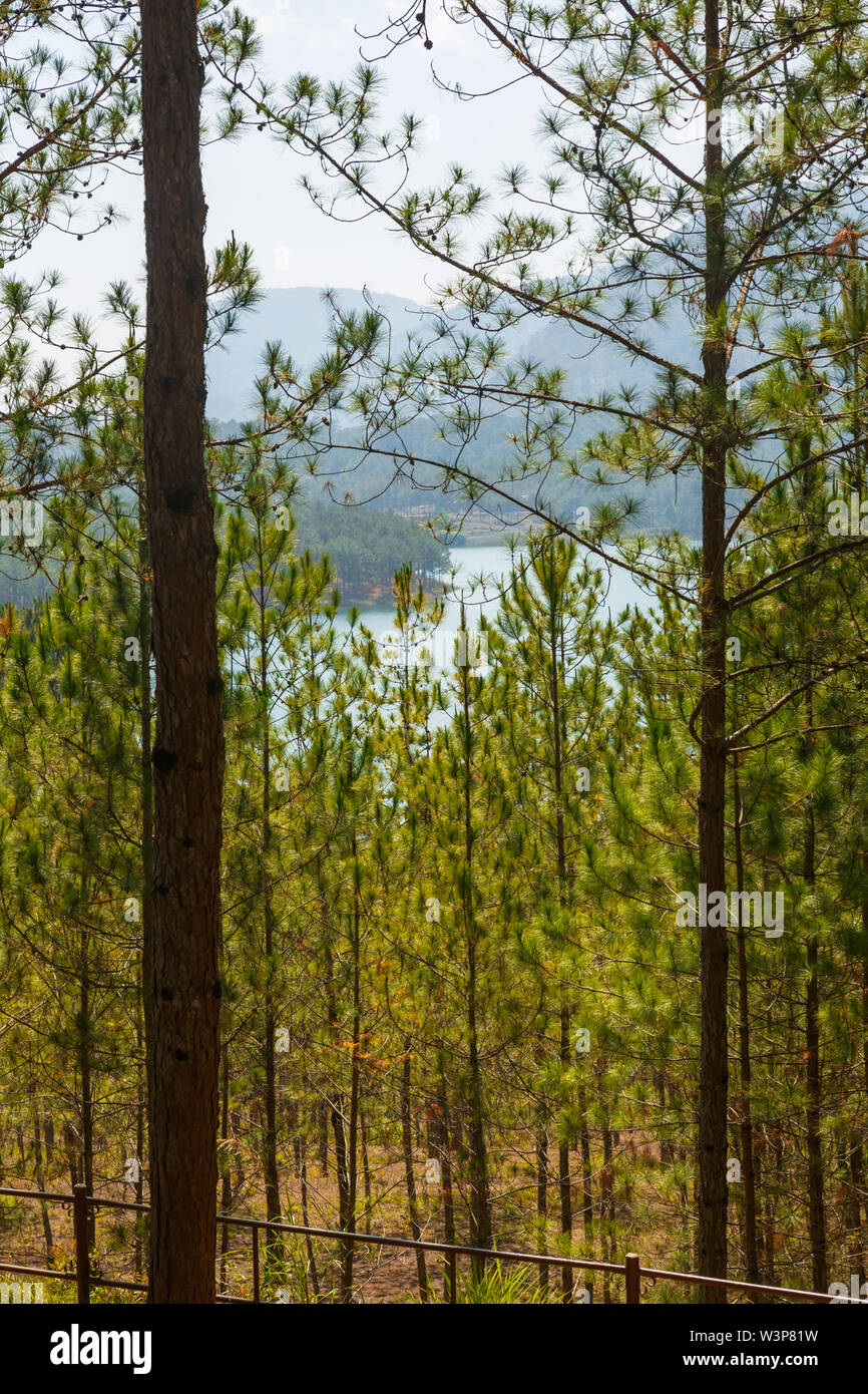 Pines in the City of Dalat Stock Photo - Alamy