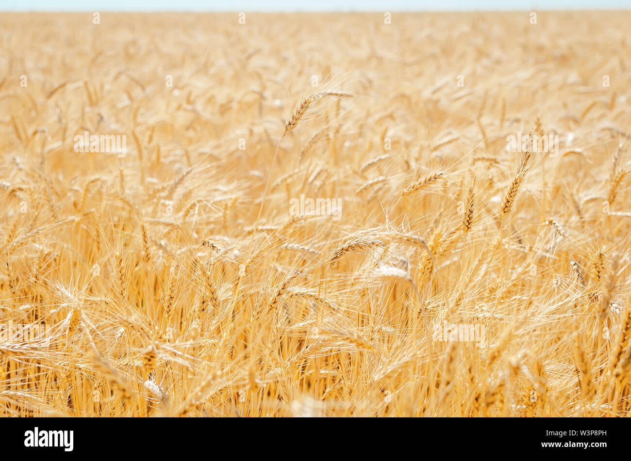 view of agricultural field with harvest. Yellow grain ready for harvest ...