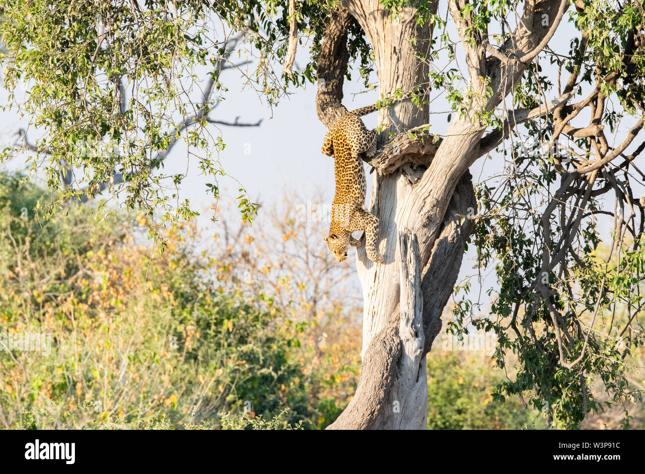 Leopard leaping out of tree to pounce on prey seen in Botswana on ...