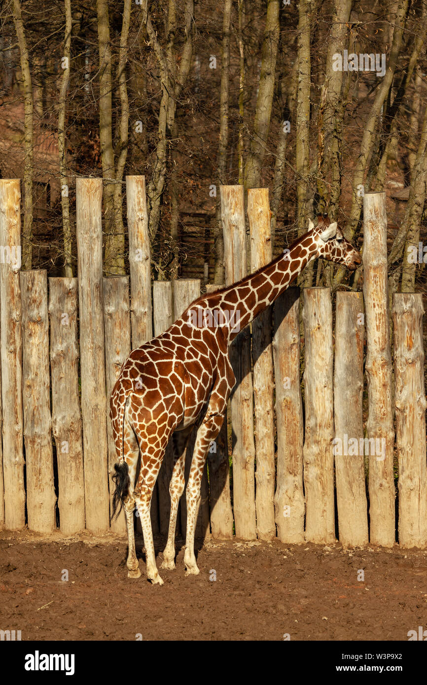 Walking giraffe in Brno ZOO peeking over a fence Stock Photo - Alamy
