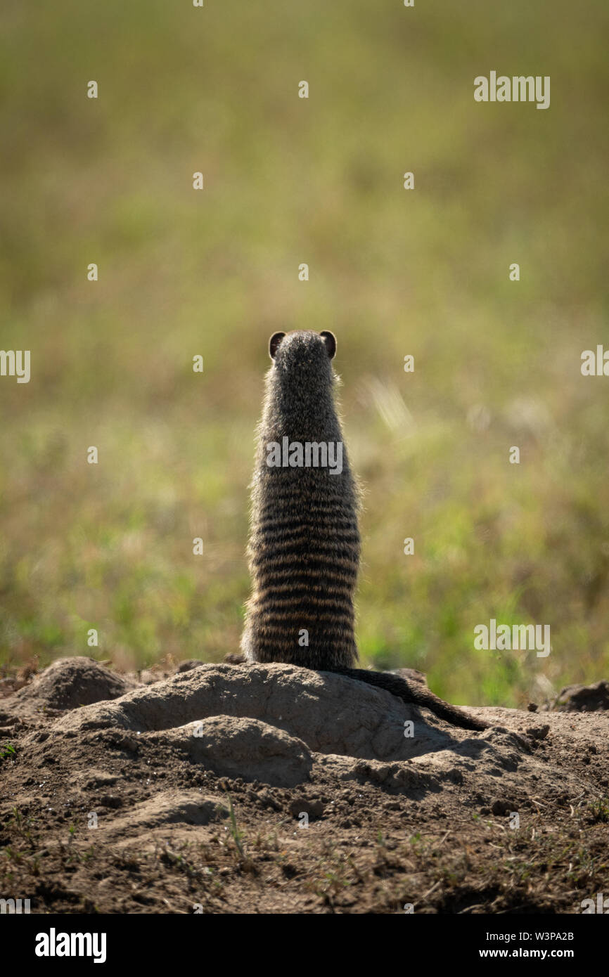 Mongoose On Grassland High Resolution Stock Photography and Images - Alamy