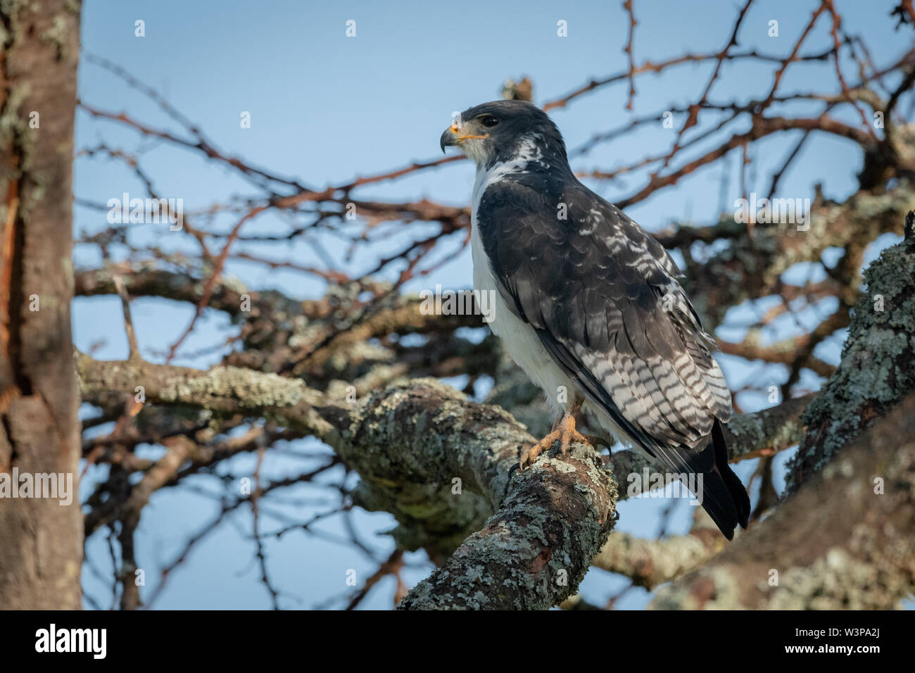Augur buzzard tanzania hi-res stock photography and images - Alamy