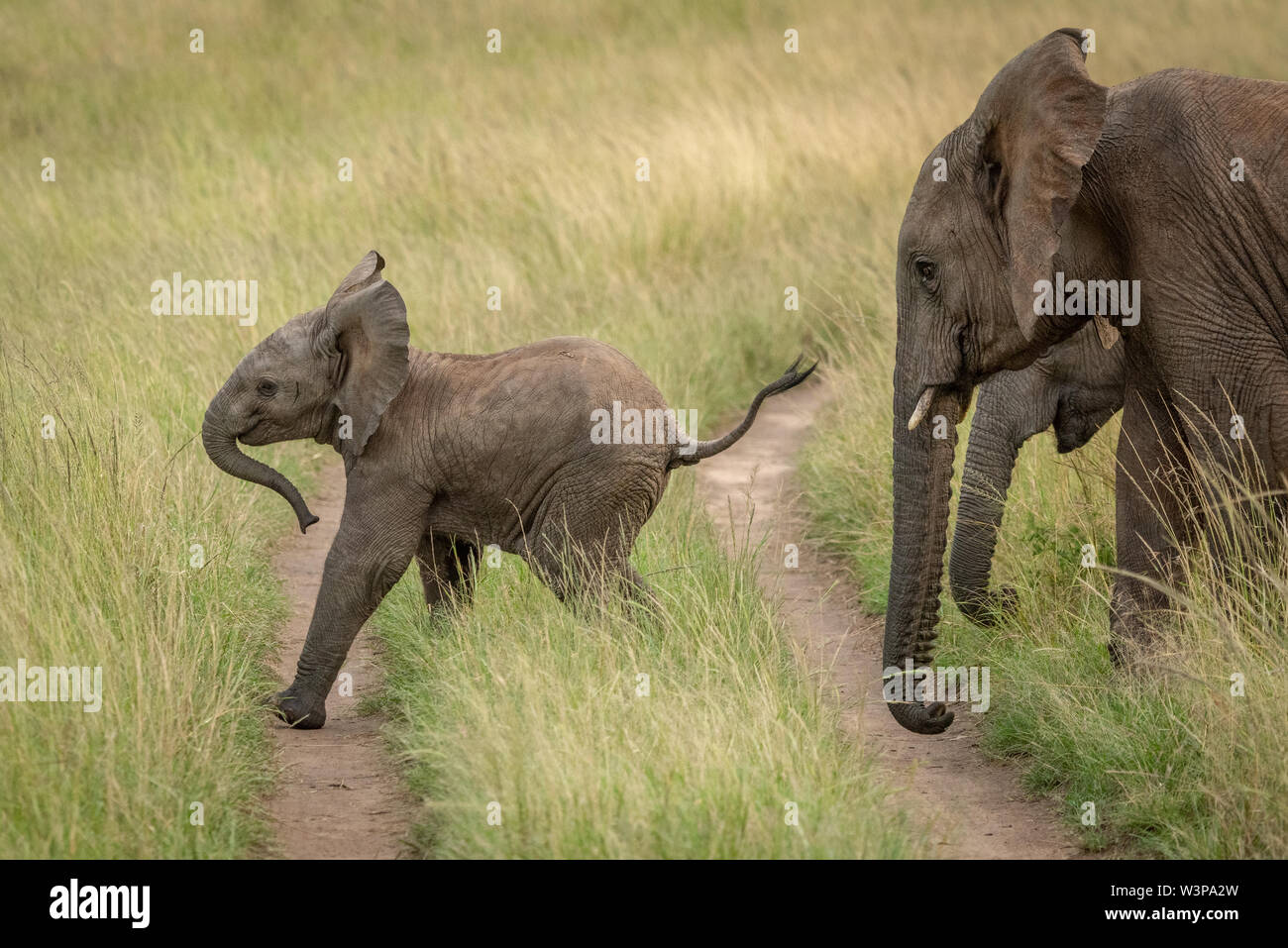 Baby elephant crosses track followed by others Stock Photo - Alamy