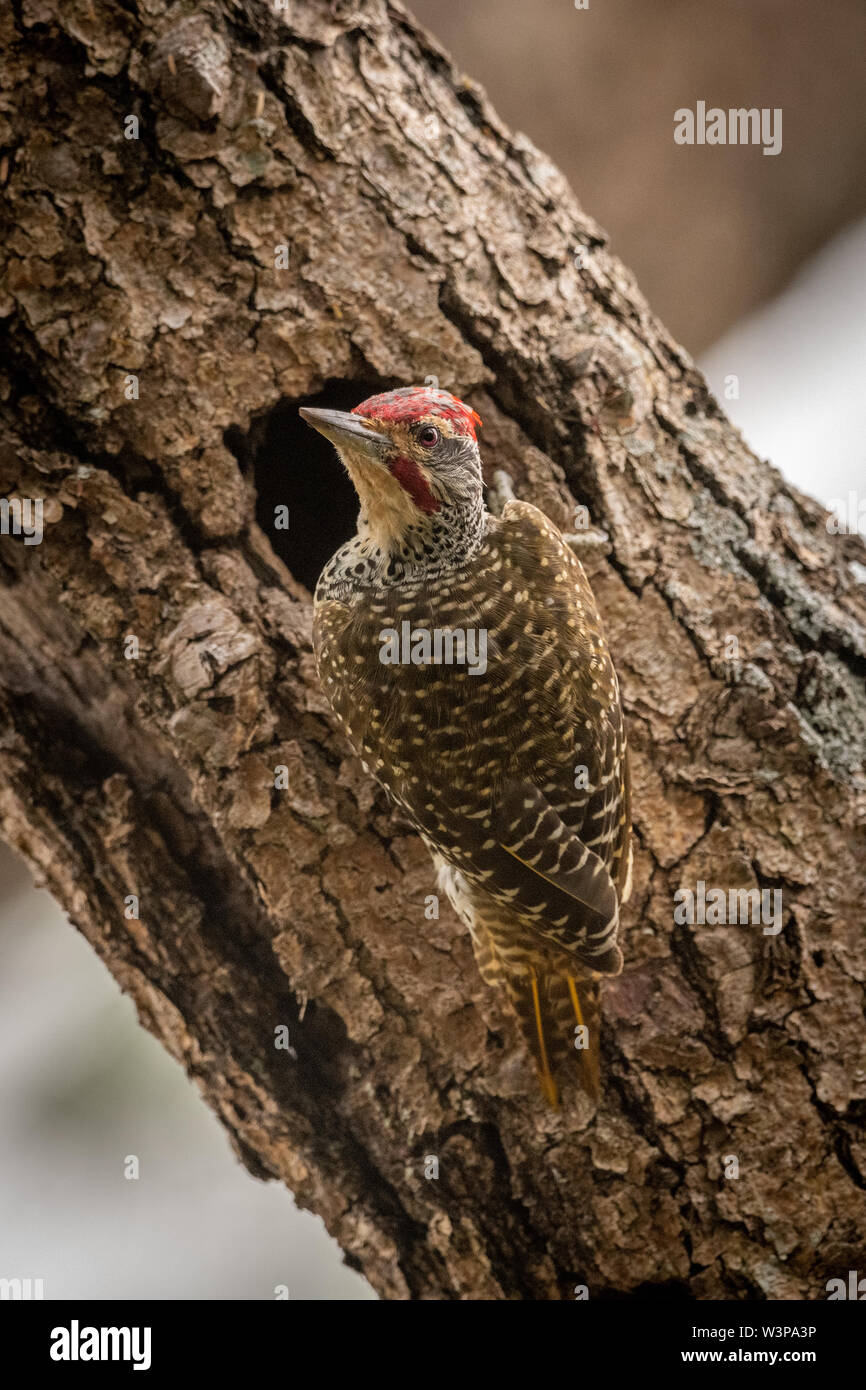 Bearded woodpecker turns from hole in tree Stock Photo - Alamy