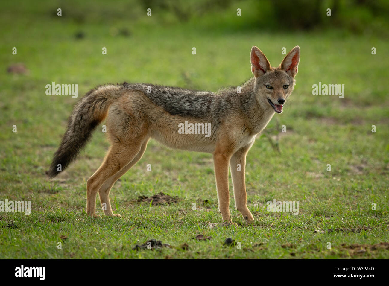 Black-backed jackal stands in grass eyeing camera Stock Photo - Alamy