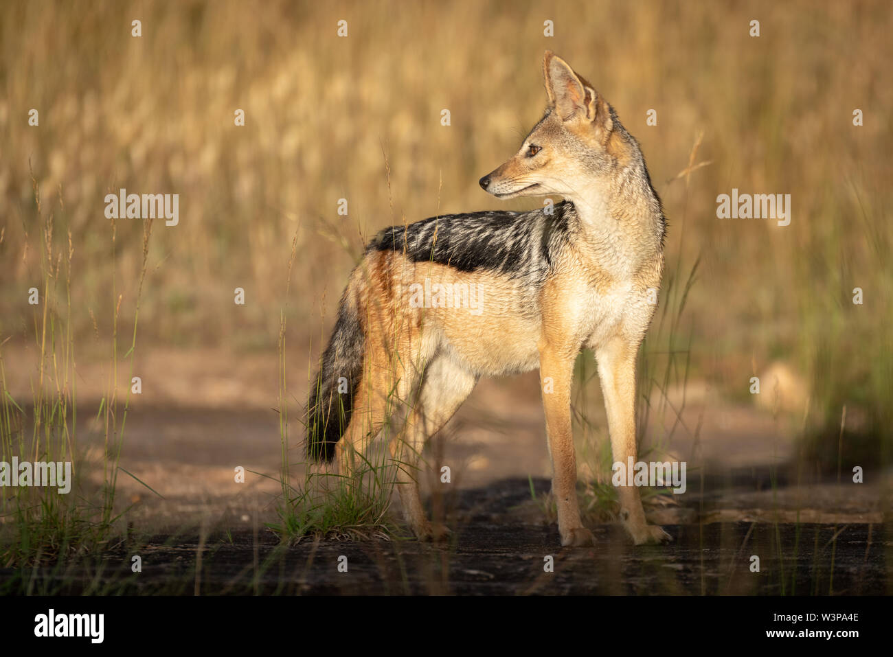 Black-backed jackal stands in sunshine looking back Stock Photo - Alamy