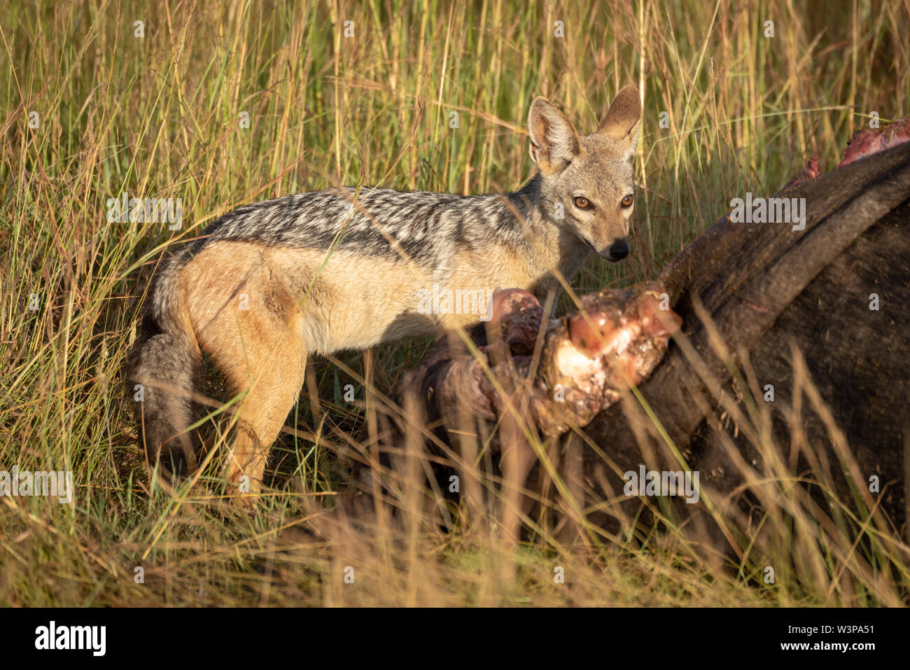 Buffalo carcase hi-res stock photography and images - Alamy