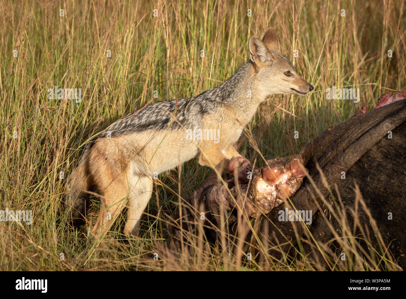 Buffalo carcase hi-res stock photography and images - Alamy