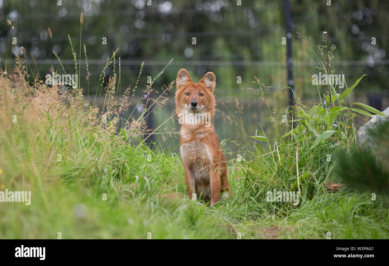 Asian Wolf Stock Photos & Asian Wolf Stock Images - Alamy