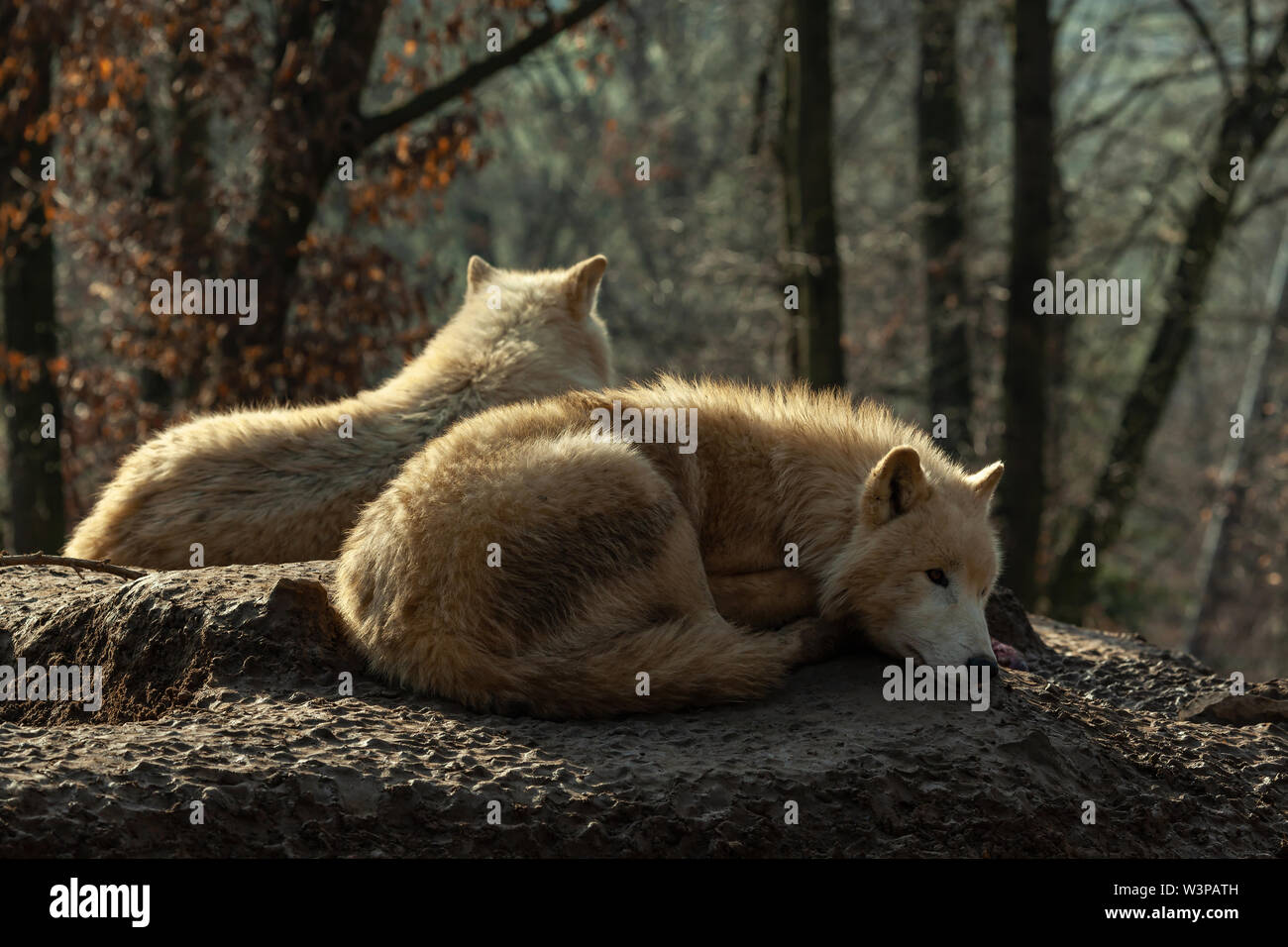 Wolves in zoo hi-res stock photography and images - Alamy