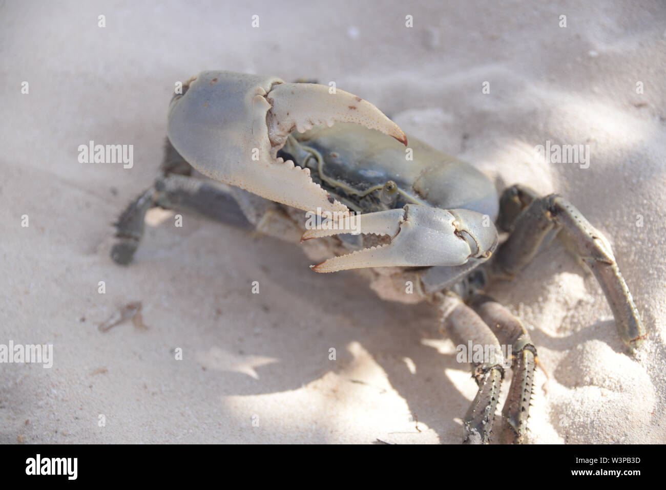 Crabs of the carribean hi-res stock photography and images - Alamy