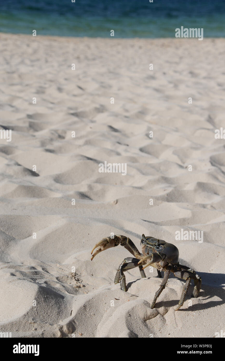 Cuban land crab hi-res stock photography and images - Alamy