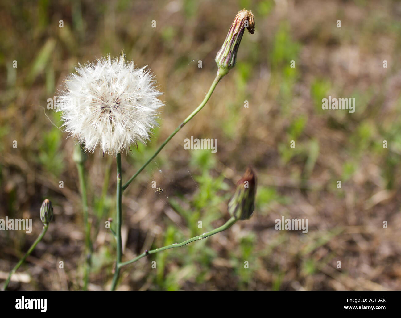 Fluffy spider hi-res stock photography and images - Alamy