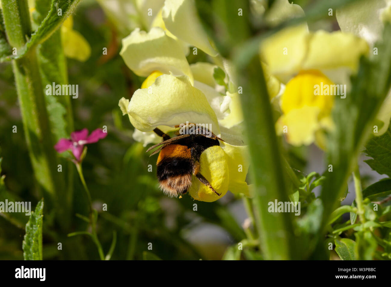 Snapdragon bee pollen hi-res stock photography and images - Alamy