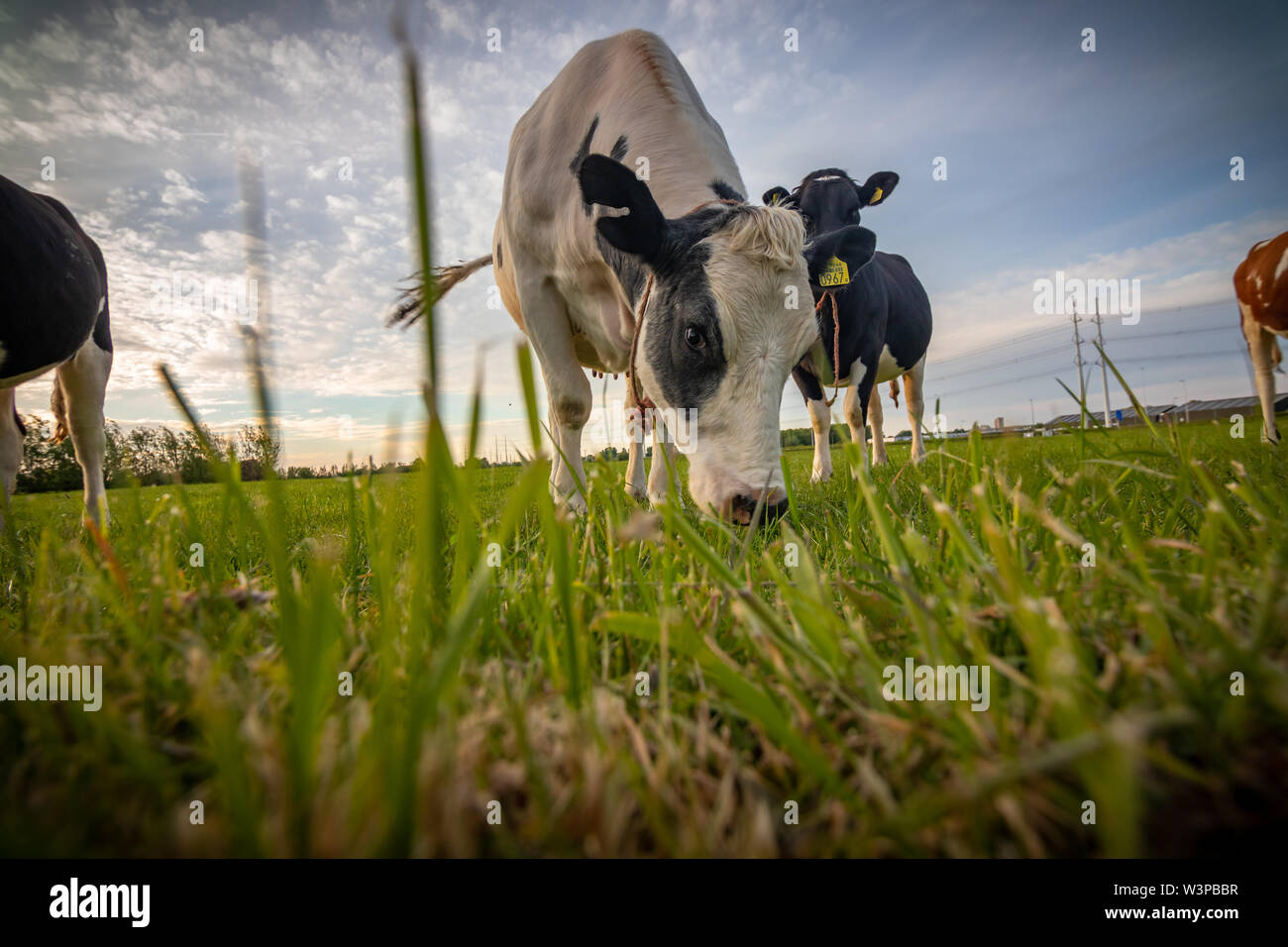Dairy cows in beautiful field mountain hi-res stock photography and ...