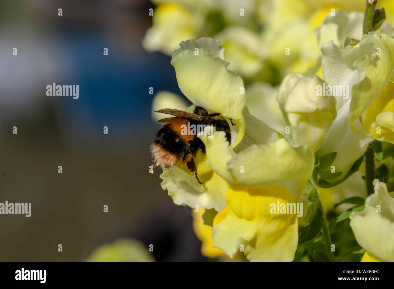 a bee collecting pollen on a snapdragon Stock Photo - Alamy