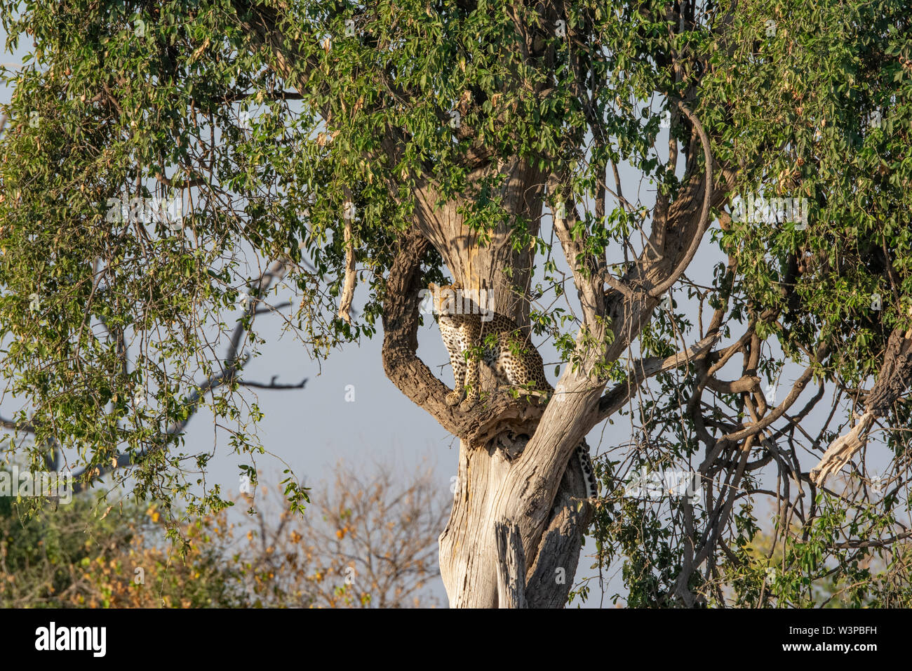 Tree trunk and leopard hi-res stock photography and images - Alamy
